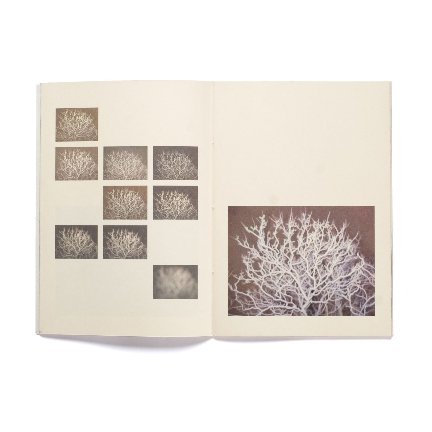 The Flock Project Volume 01 - Matca